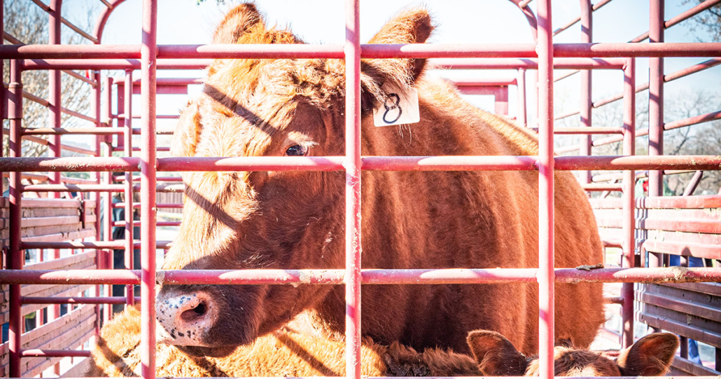 The Red Heifer Ceremony on Passover? Time will Tell … – Endtime ...