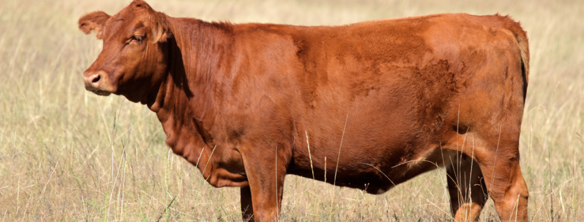 Practice or Prophecy? The Day a Red Heifer Became a Turning Point in ...
