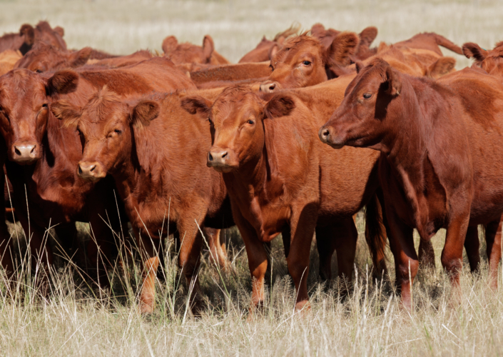 Practice or Prophecy? The Day a Red Heifer Became a Turning Point in ...