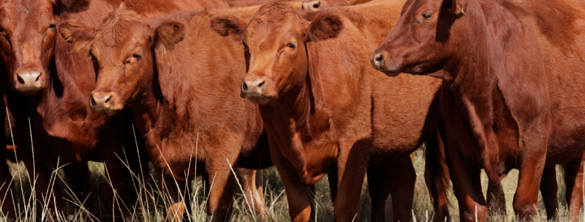 Red Heifer Ashes and Purification Water: What Christians Should Know ...